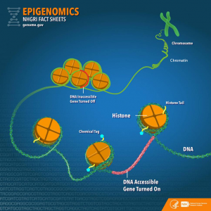 Mental Health Epigenetics: A Primer With Implications for Counselors ...